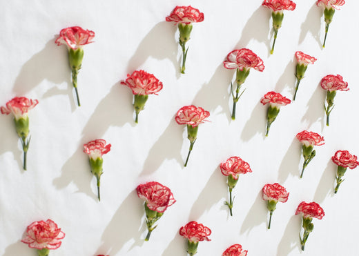 Carnations: Everything you need to know – Guernsey Flowers by Post