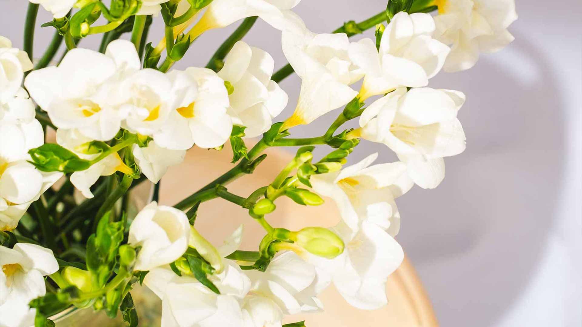 Elegant Expressions of Love: White Freesias by Post – Guernsey Flowers ...